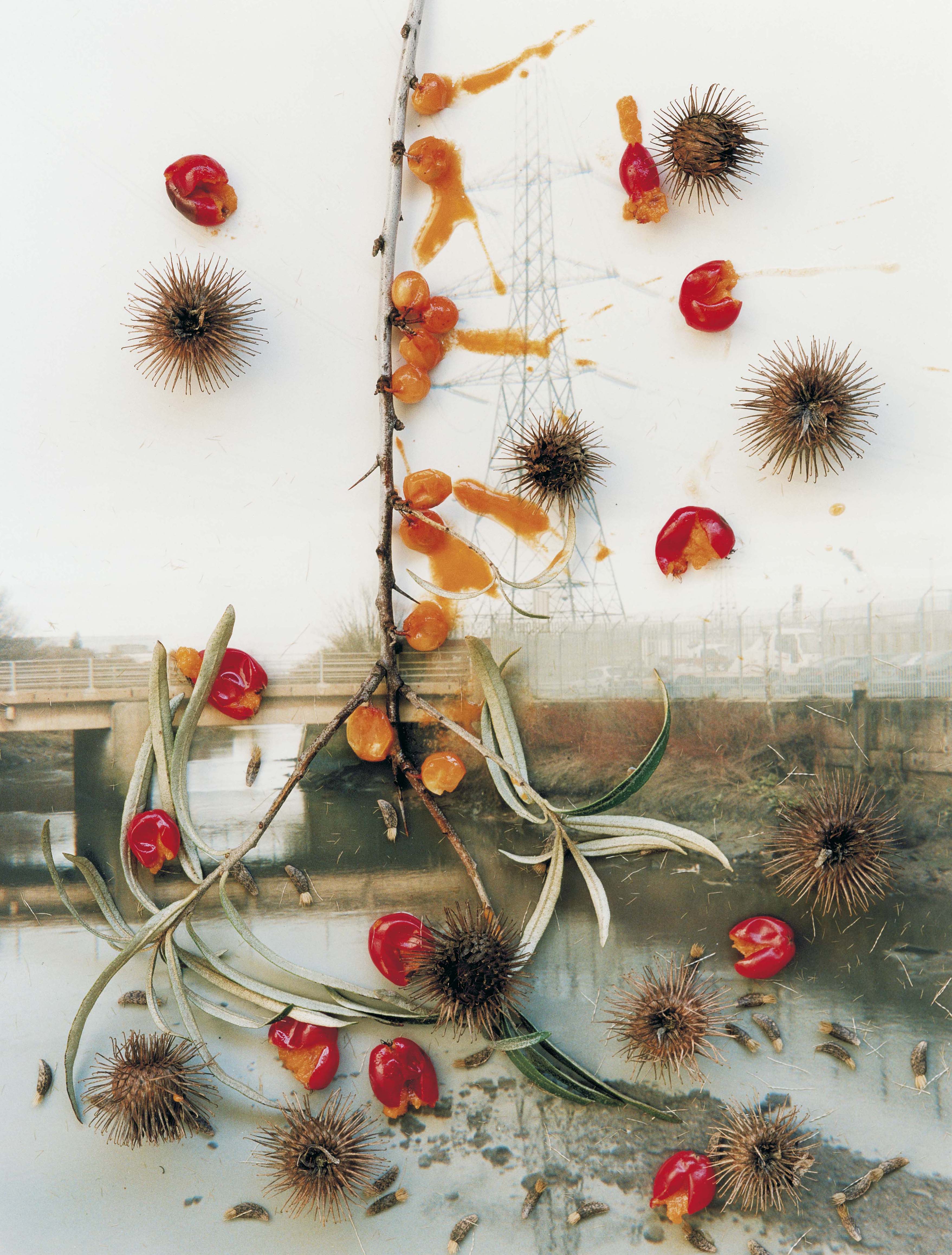 Stephen Gill, from the series ´Hackney Flowers´, 2005-2007_2007 ...